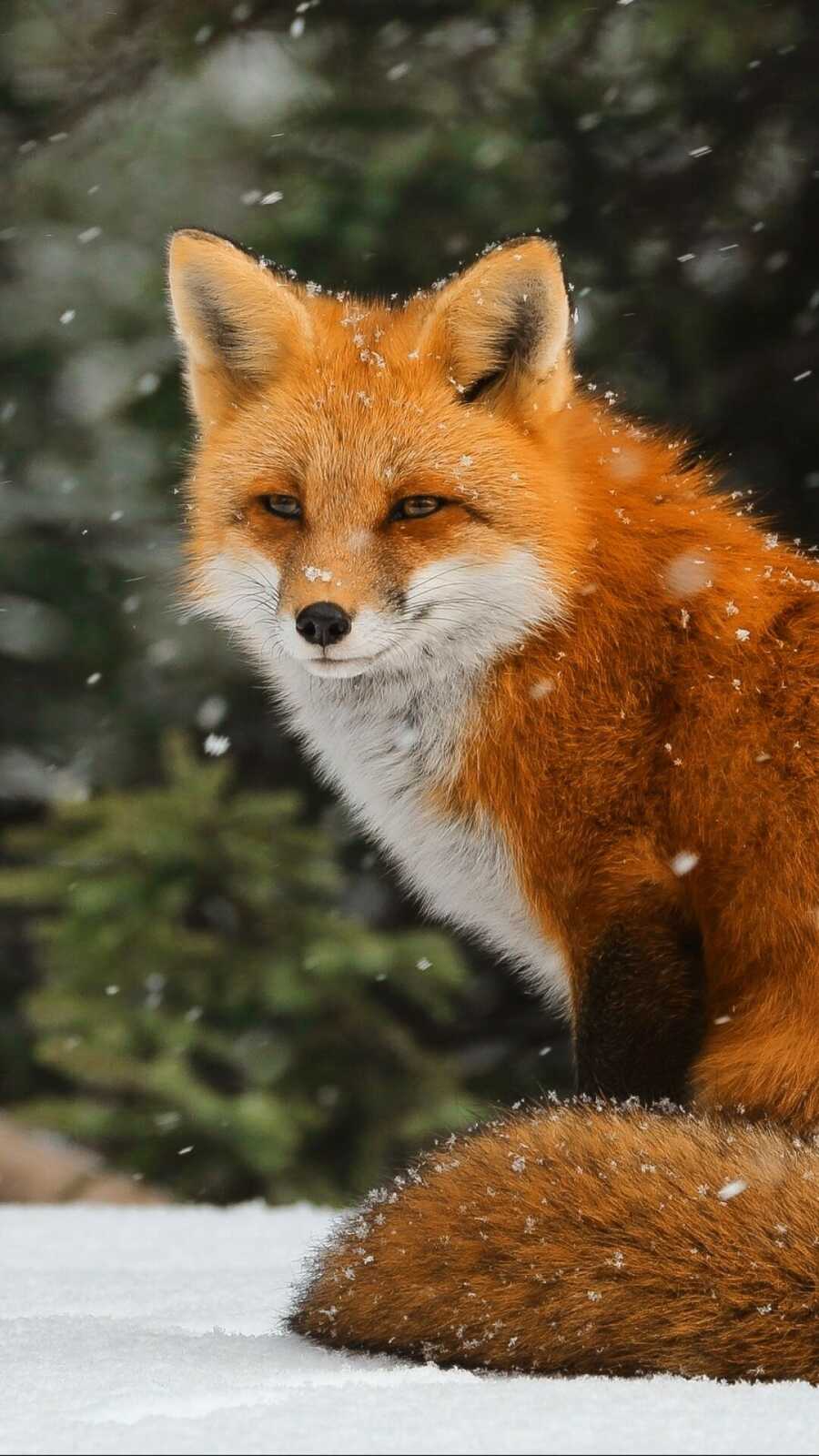 Fox Wallpapers (100 images) - WallpaperCat