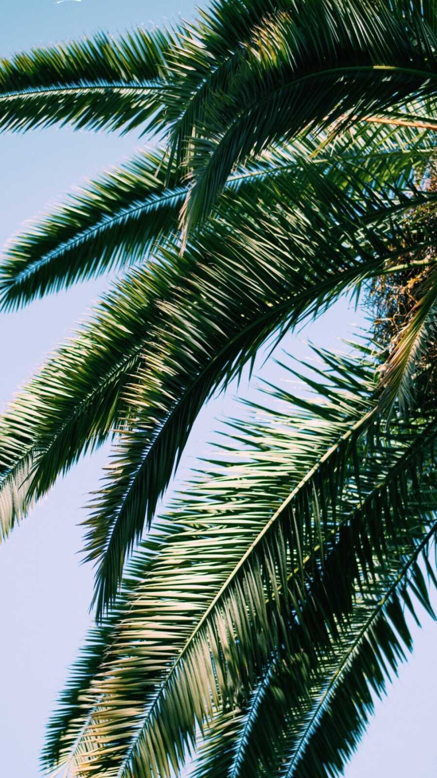 Summer Wallpapers (99 images) - WallpaperCat