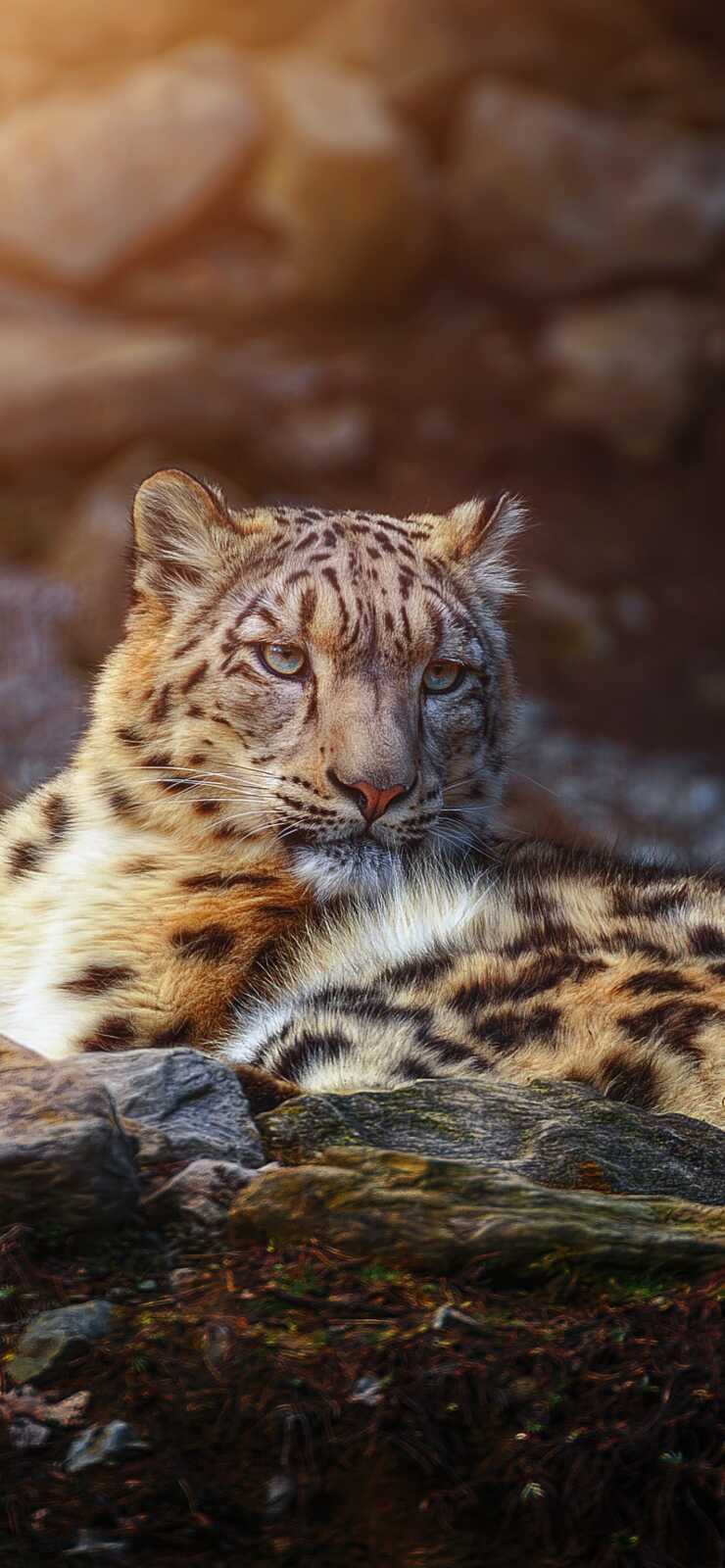 Snow Leopard Wallpapers (76 images) - WallpaperCat