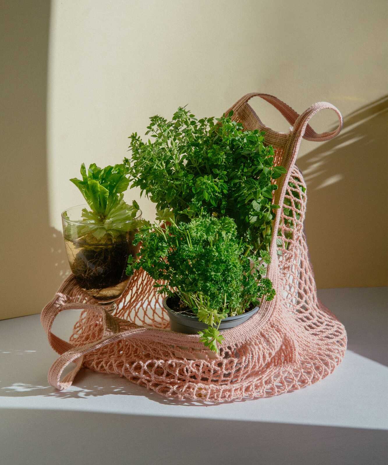 Herb Plants Wallpapers (32 images) - WallpaperCat