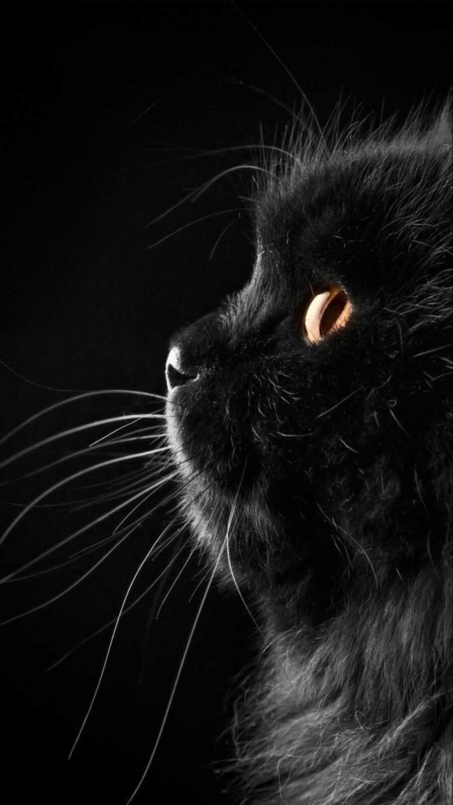 Cat Wallpapers (148 images) - WallpaperCat