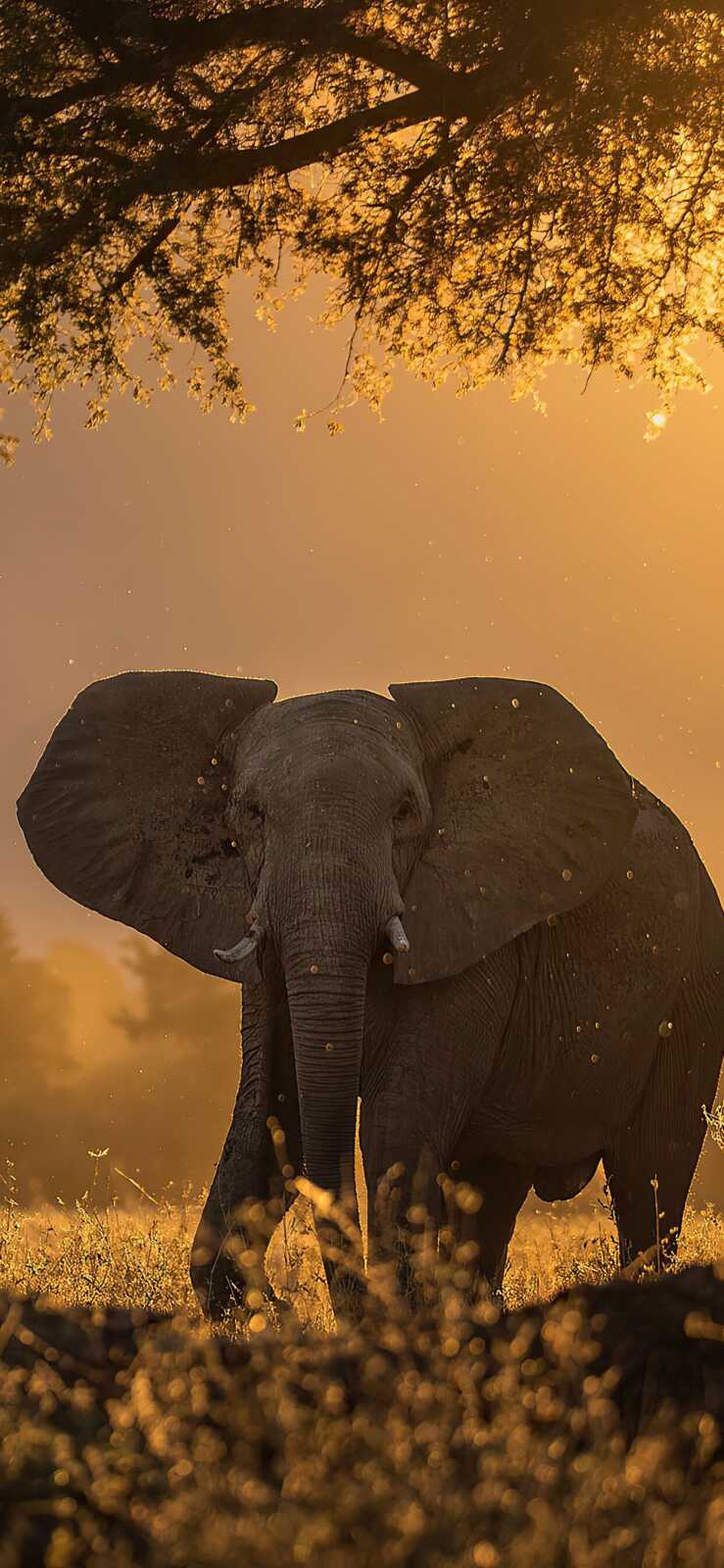 Elephant Wallpapers (38 images) - WallpaperCat