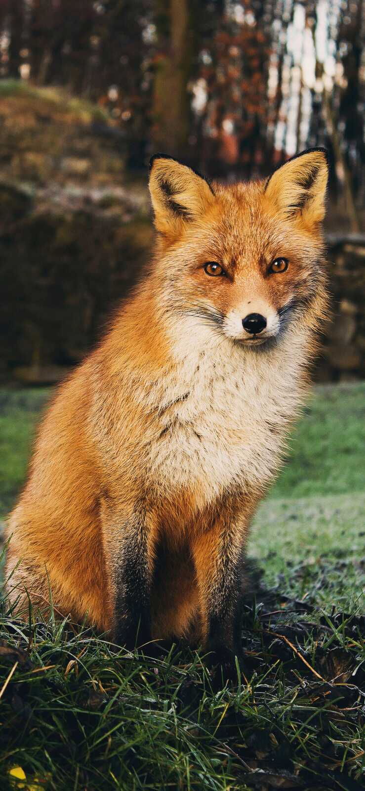 Fox Wallpapers (100 images) - WallpaperCat