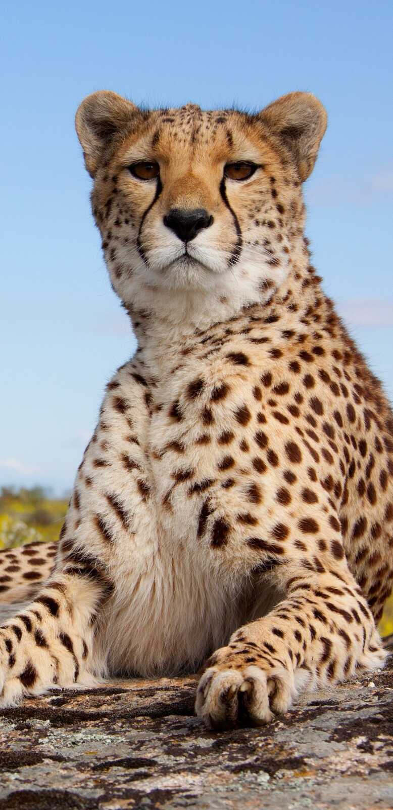 Cheetah Wallpapers (61 images) - WallpaperCat