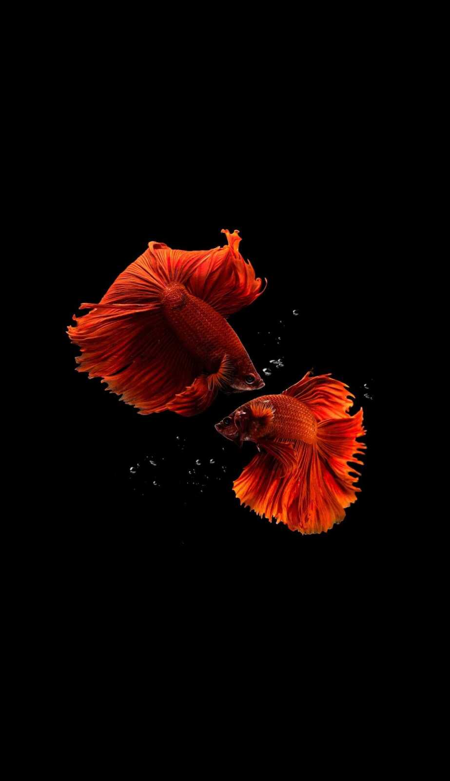 Fish Wallpapers (94 images) - WallpaperCat