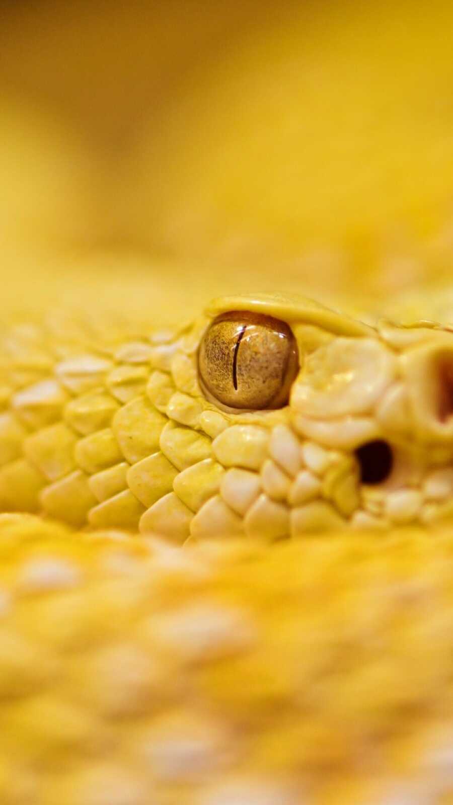 Snake Wallpapers (40 images) - WallpaperCat