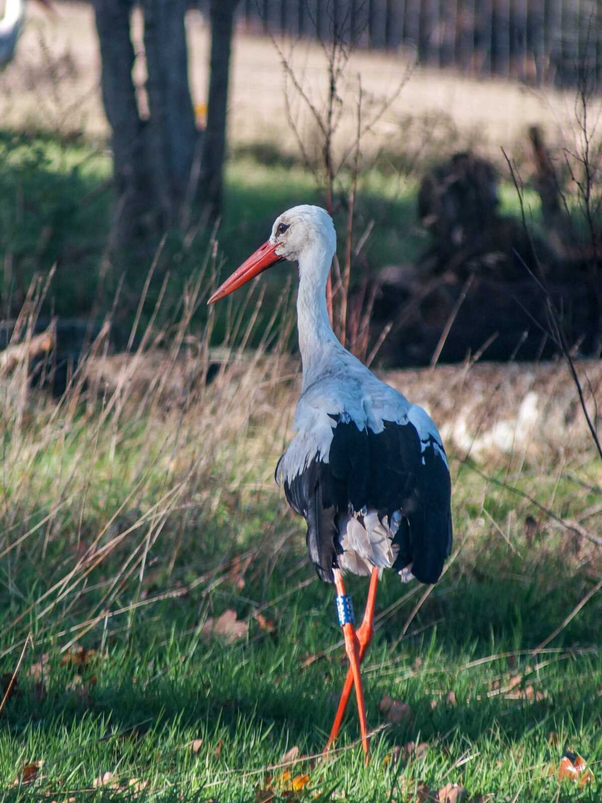 Stork Wallpapers (48 images) - WallpaperCat