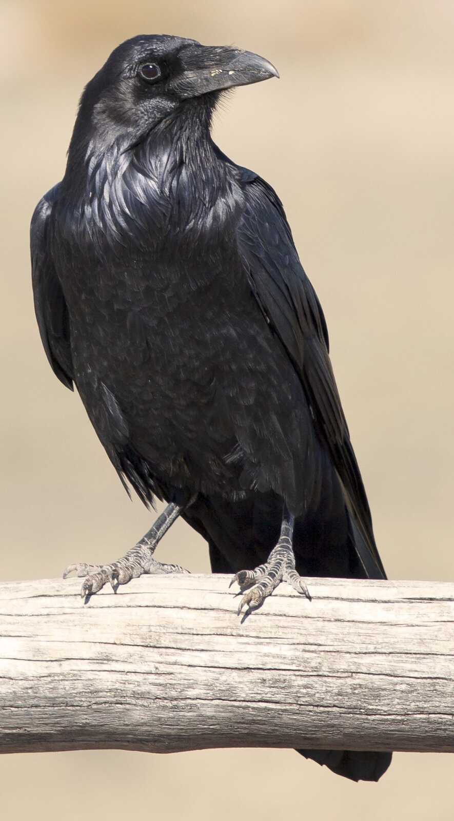 Crow Wallpapers (39 images) - WallpaperCat