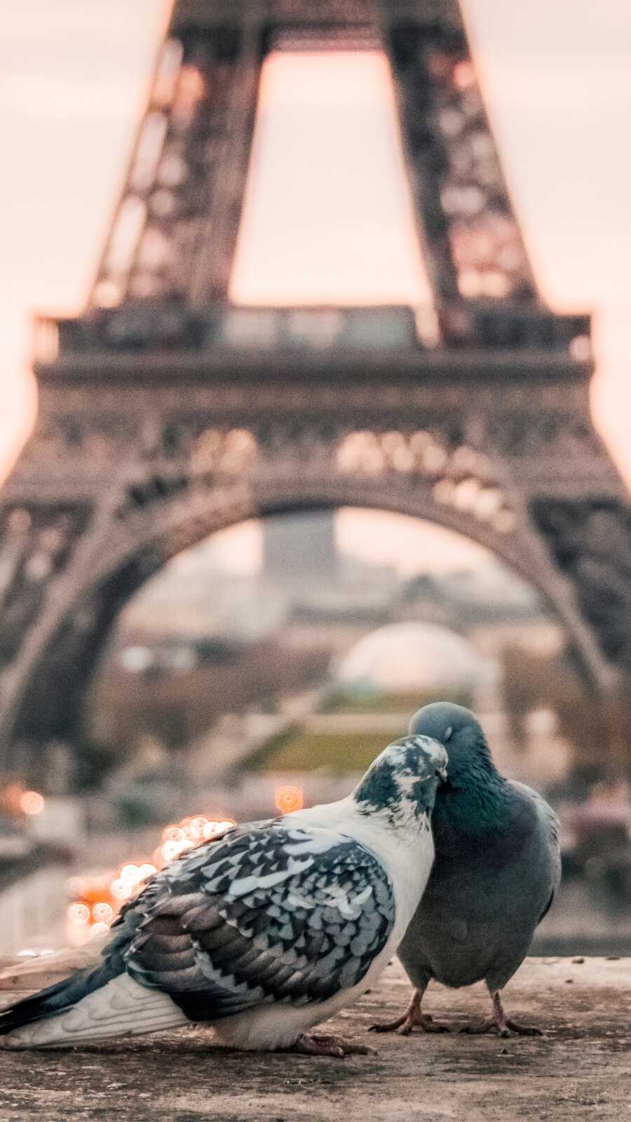 Pigeon Wallpapers (44 images) - WallpaperCat