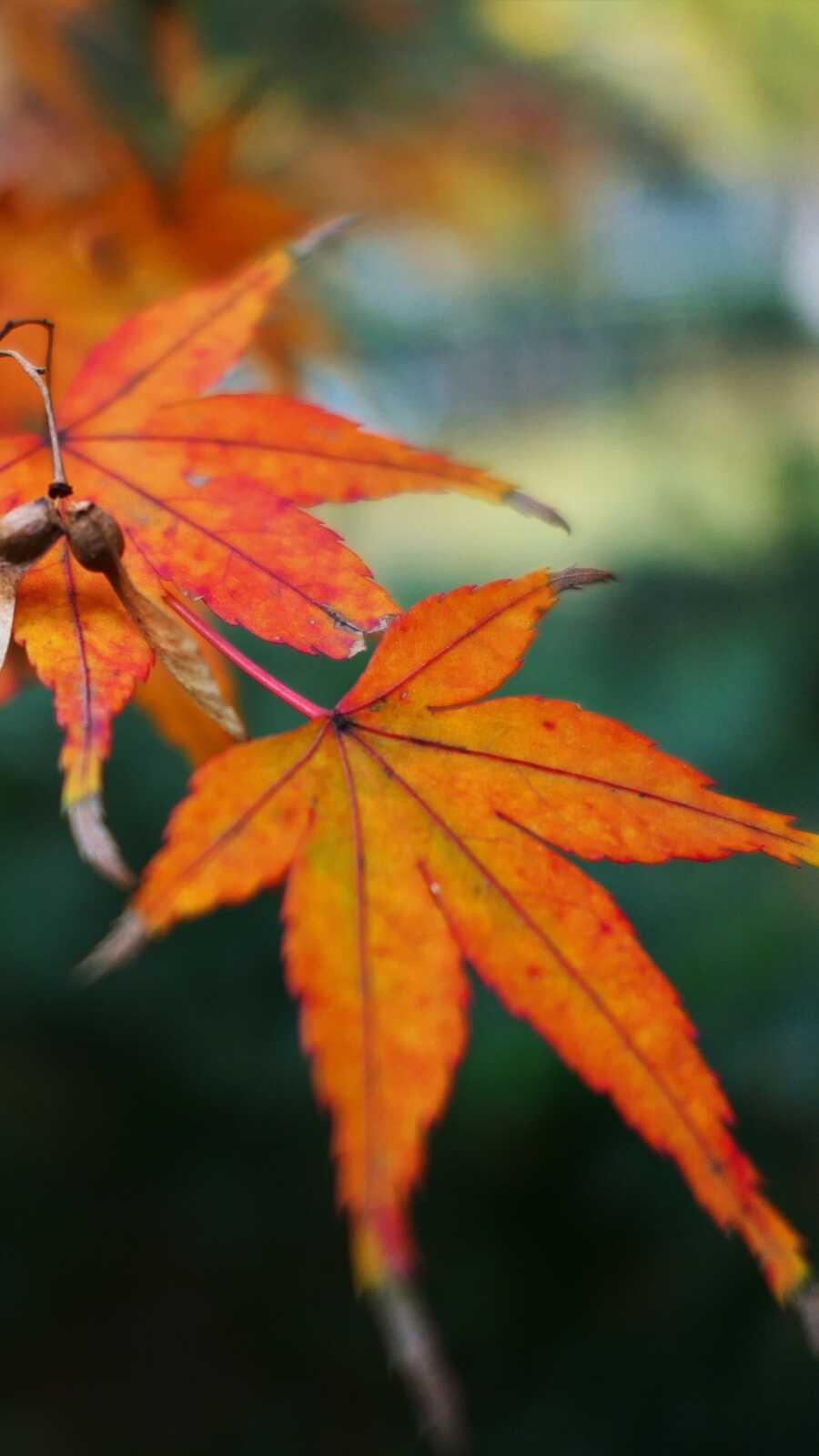Maple Tree Wallpapers (97 images) - WallpaperCat