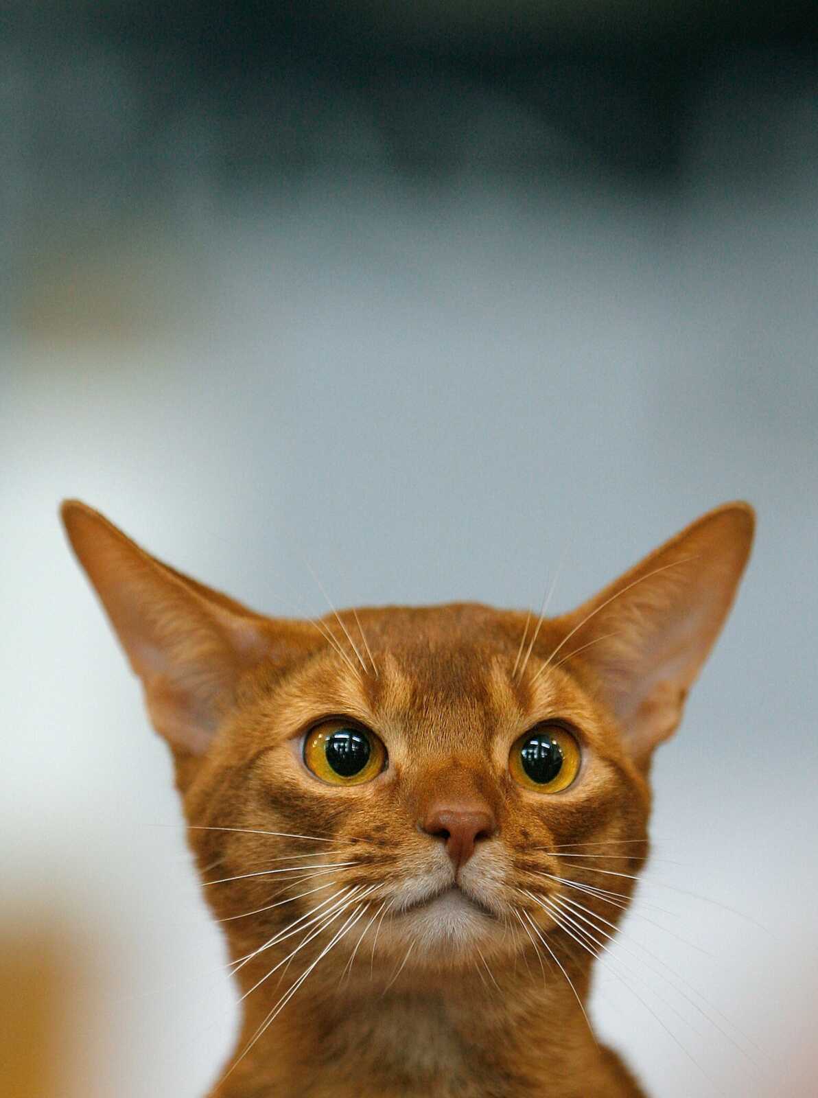 Abyssinian Wallpapers (12 images) - WallpaperCat