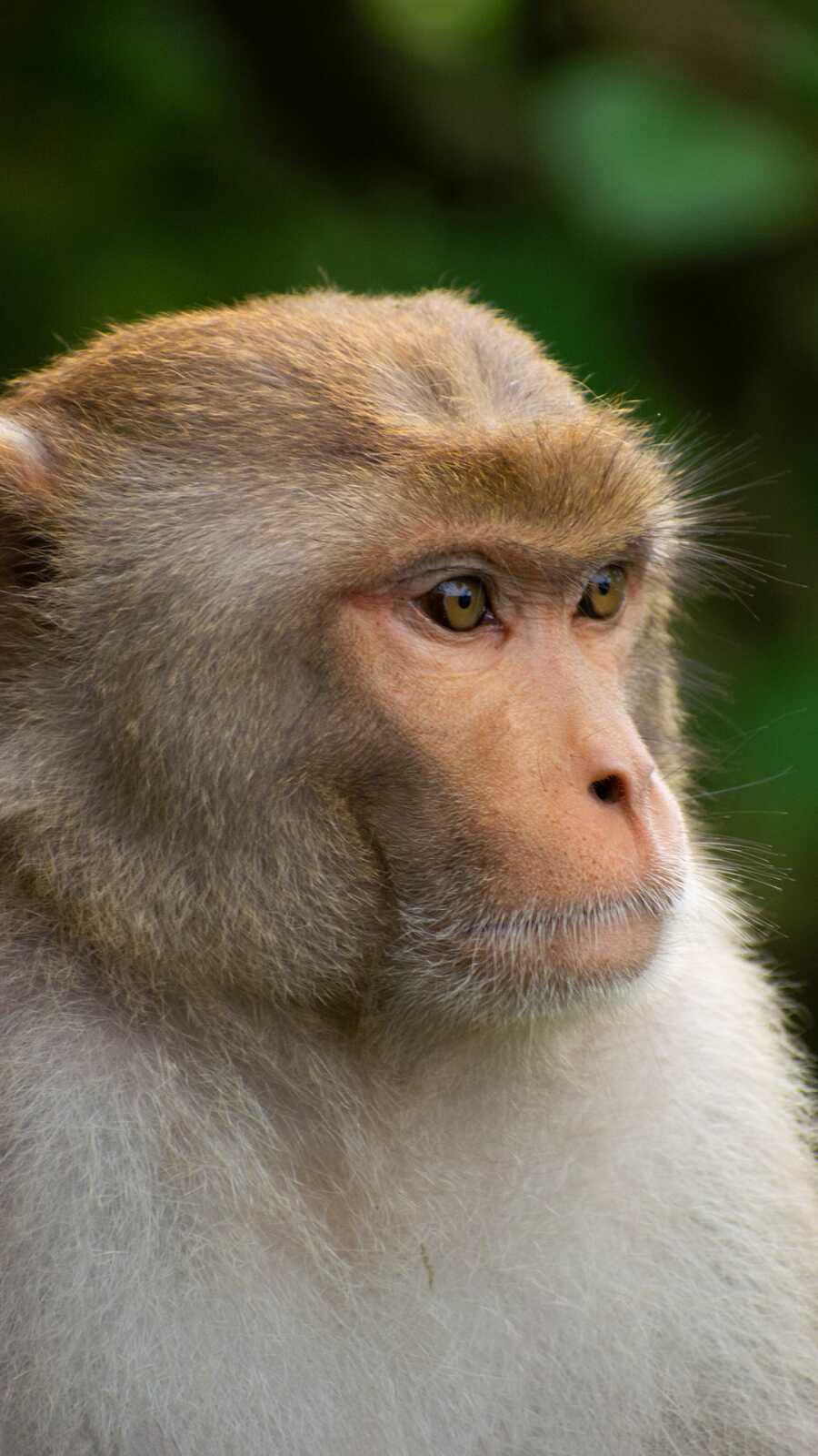 Monkey Wallpapers (60 images) - WallpaperCat