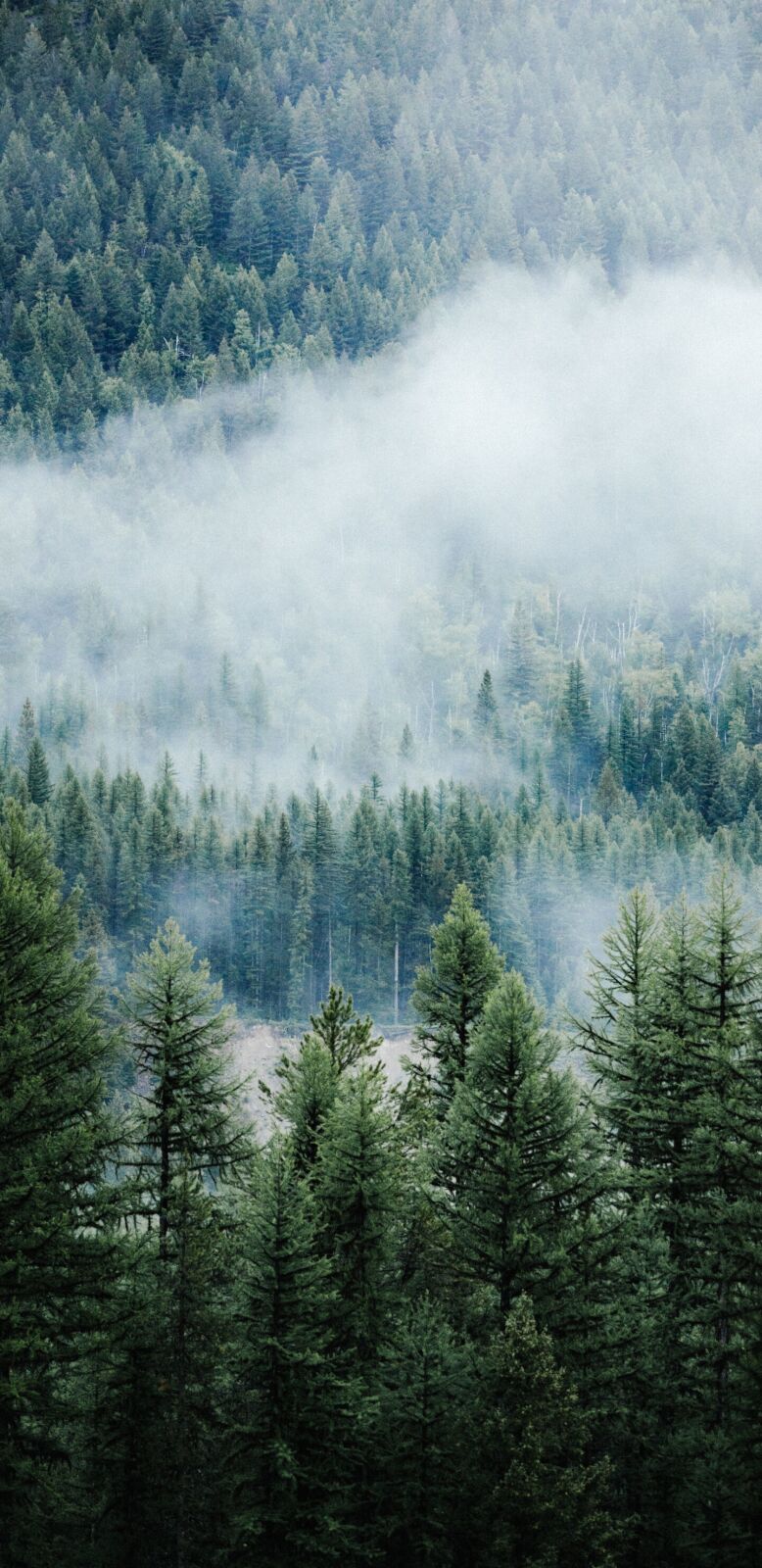 Forest Wallpapers (49 images) - WallpaperCat