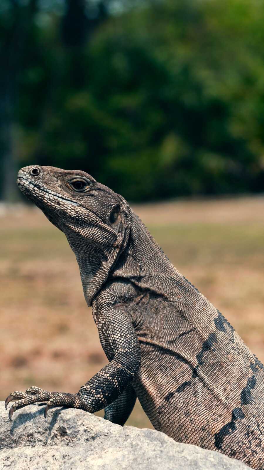 Lizard Wallpapers (56 images) - WallpaperCat