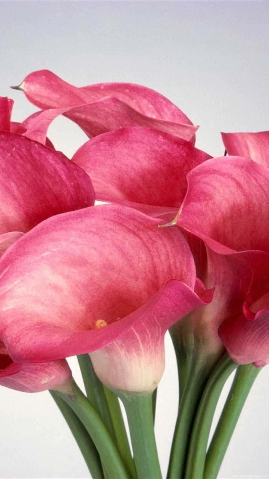 Calla Lily Wallpapers (36 images) - WallpaperCat