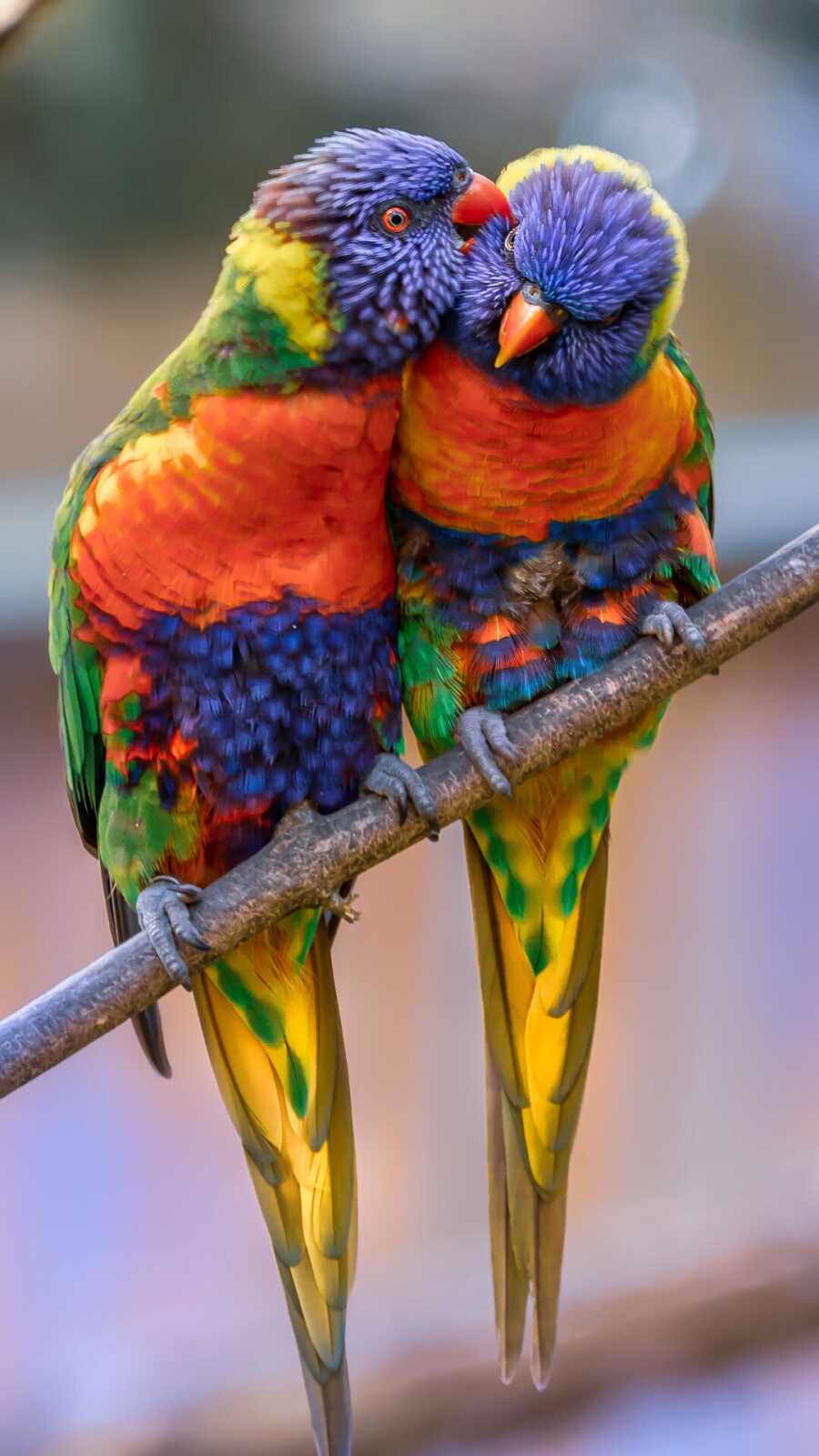 Parrot Wallpapers (40 images) - WallpaperCat