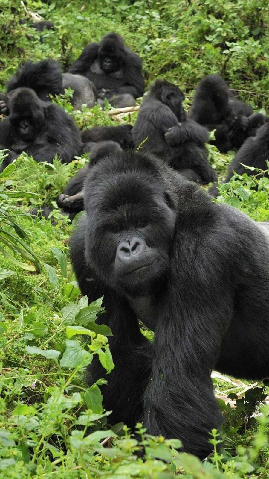Virunga National Park Wallpapers (25 images) - WallpaperCat
