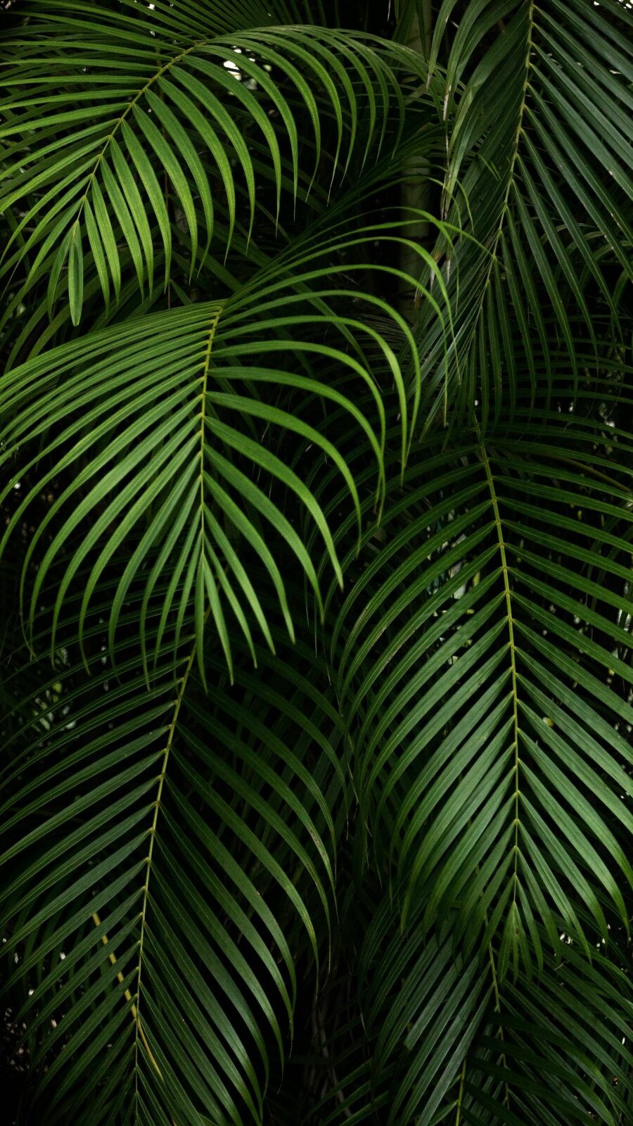 Leaf Wallpapers (125 images) - WallpaperCat
