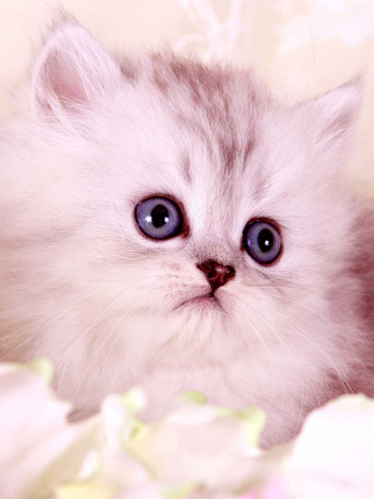 Persian Cat Wallpapers (28 images) - WallpaperCat
