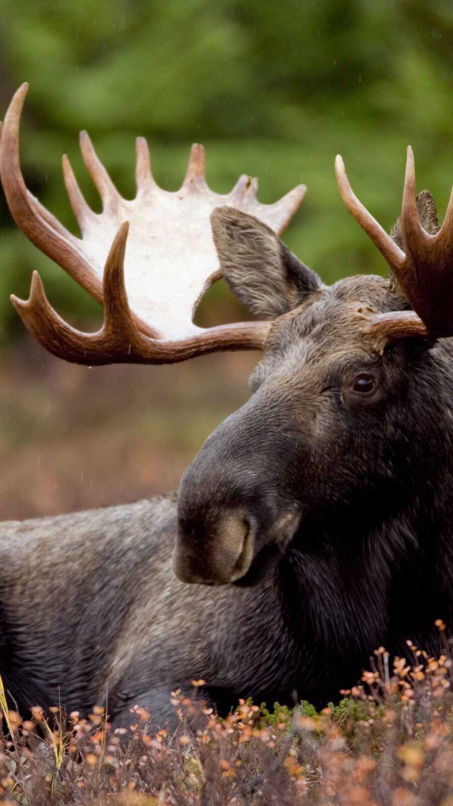 Moose Wallpapers (61 images) - WallpaperCat