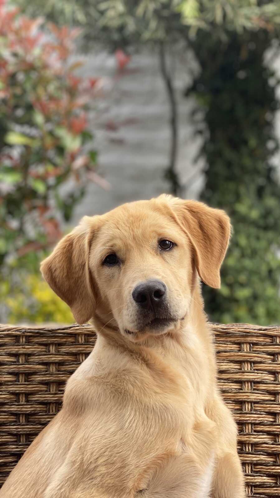 Labrador Wallpapers (42 images) - WallpaperCat