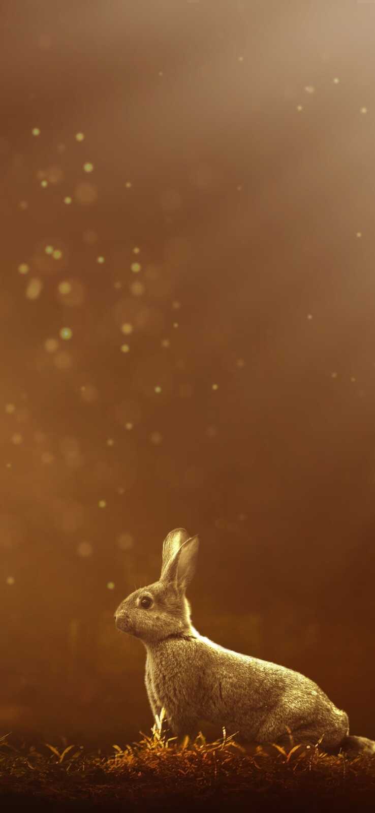 Rabbit Wallpapers (64 images) - WallpaperCat