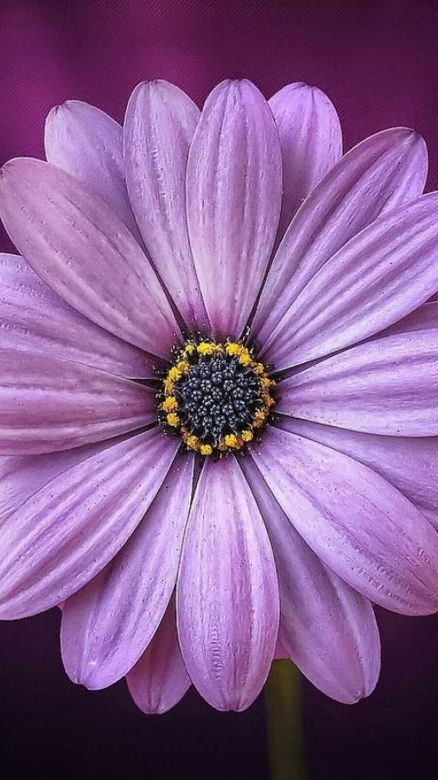 Daisy Wallpapers (37 images) - WallpaperCat