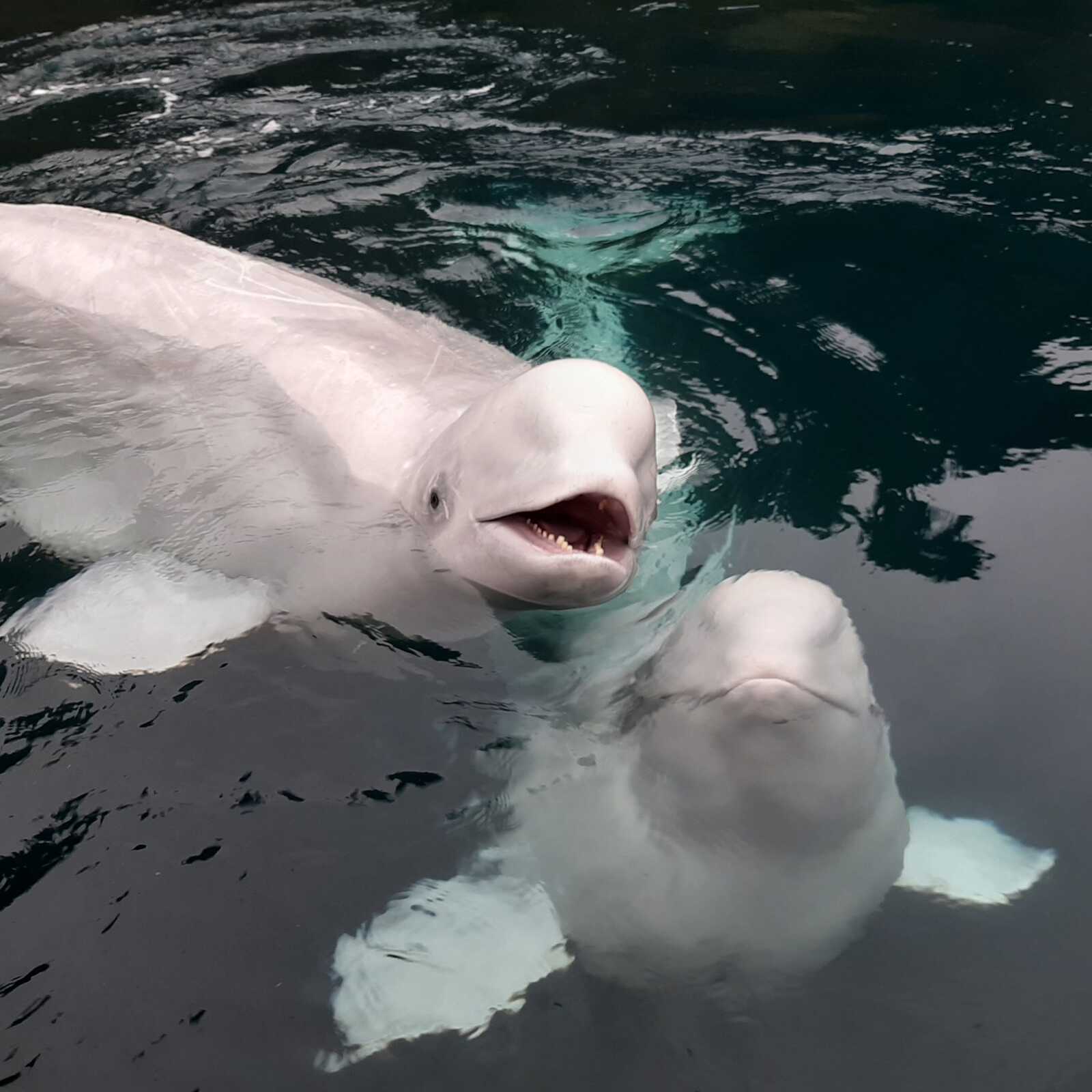 Beluga Whale Wallpapers (41 images) - WallpaperCat
