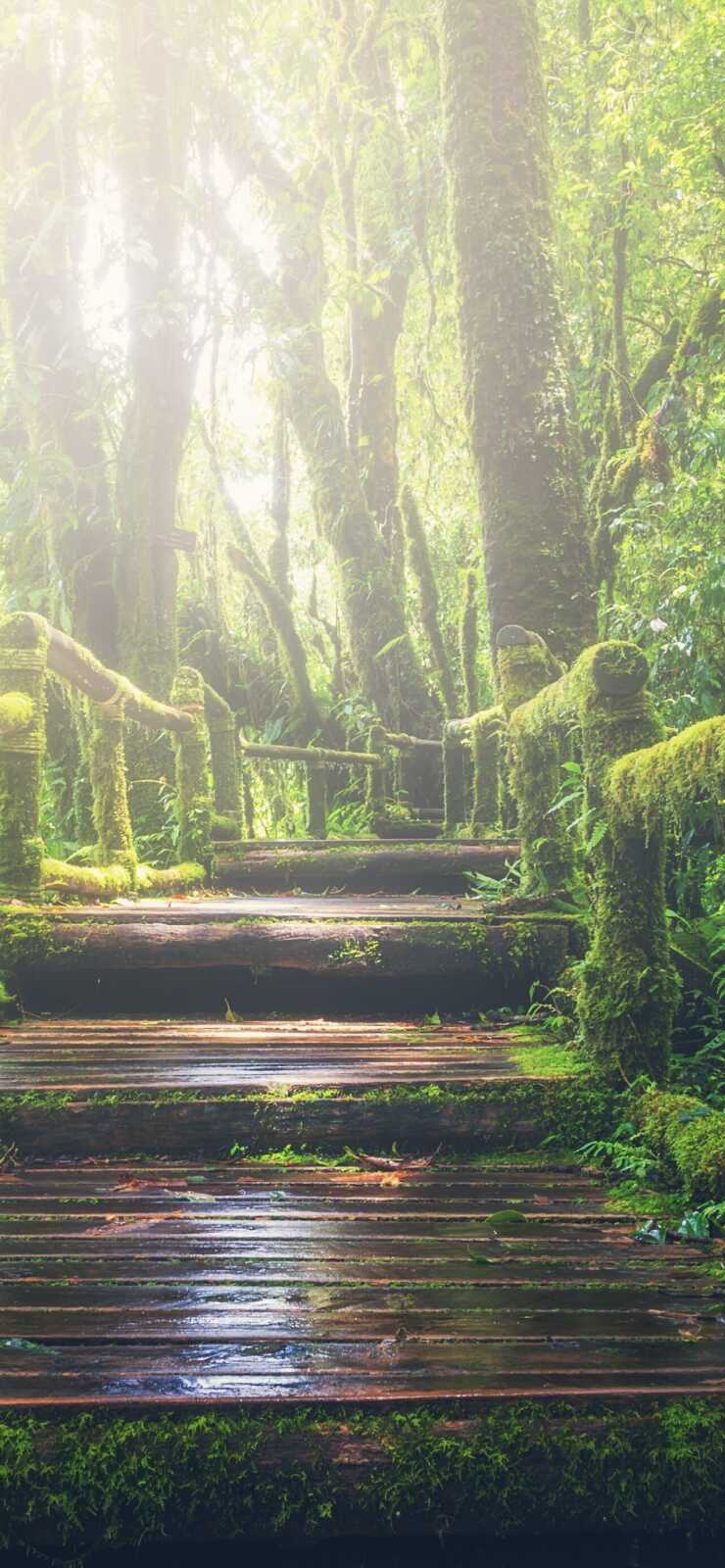 Rainforest Wallpapers (109 images) - WallpaperCat