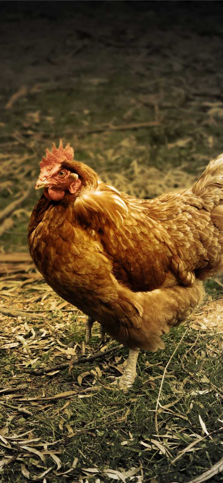 Hen Wallpapers (20 images) - WallpaperCat