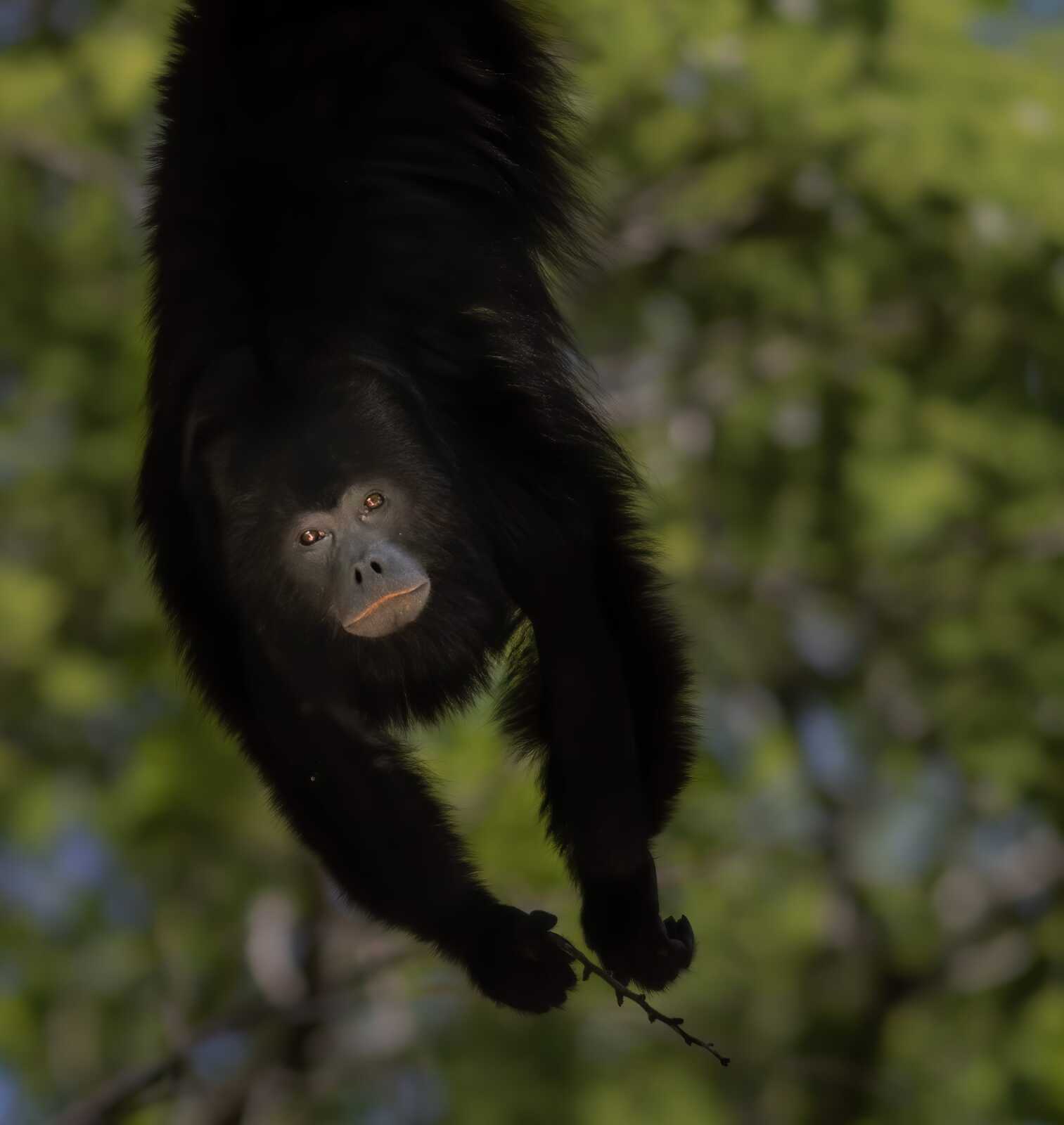 Howler Monkey Wallpapers (32 images) - WallpaperCat