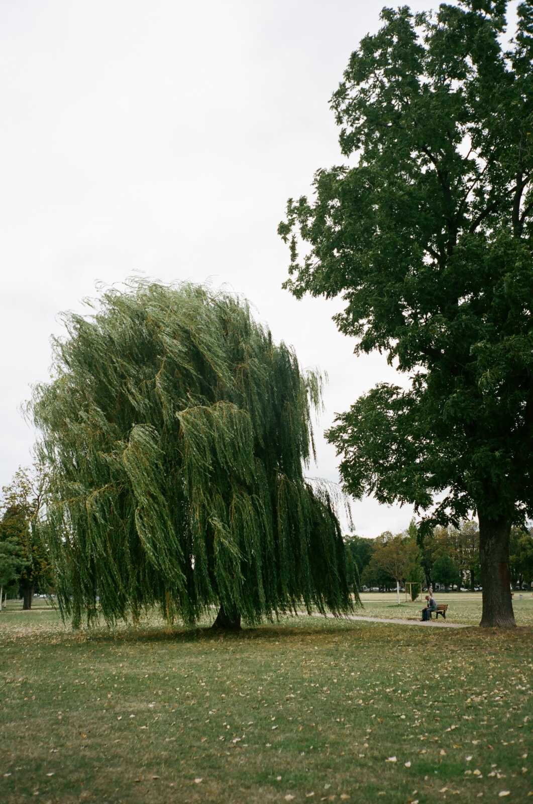 Willow Tree Wallpapers (47 images) - WallpaperCat