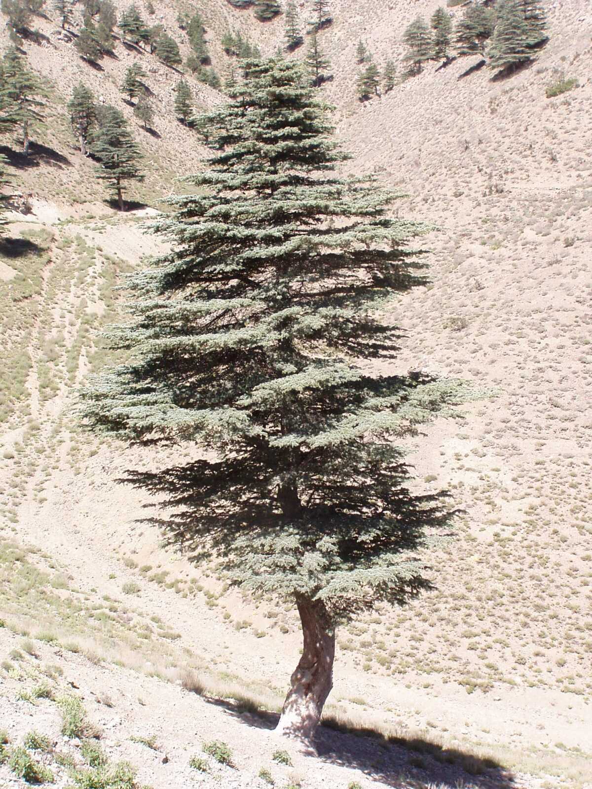 Cedar Tree Wallpapers (23 images) - WallpaperCat