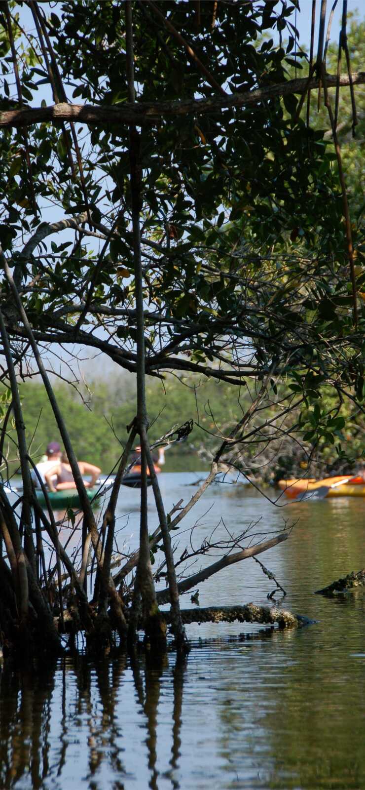 Everglades National Park Wallpapers (51 images) - WallpaperCat