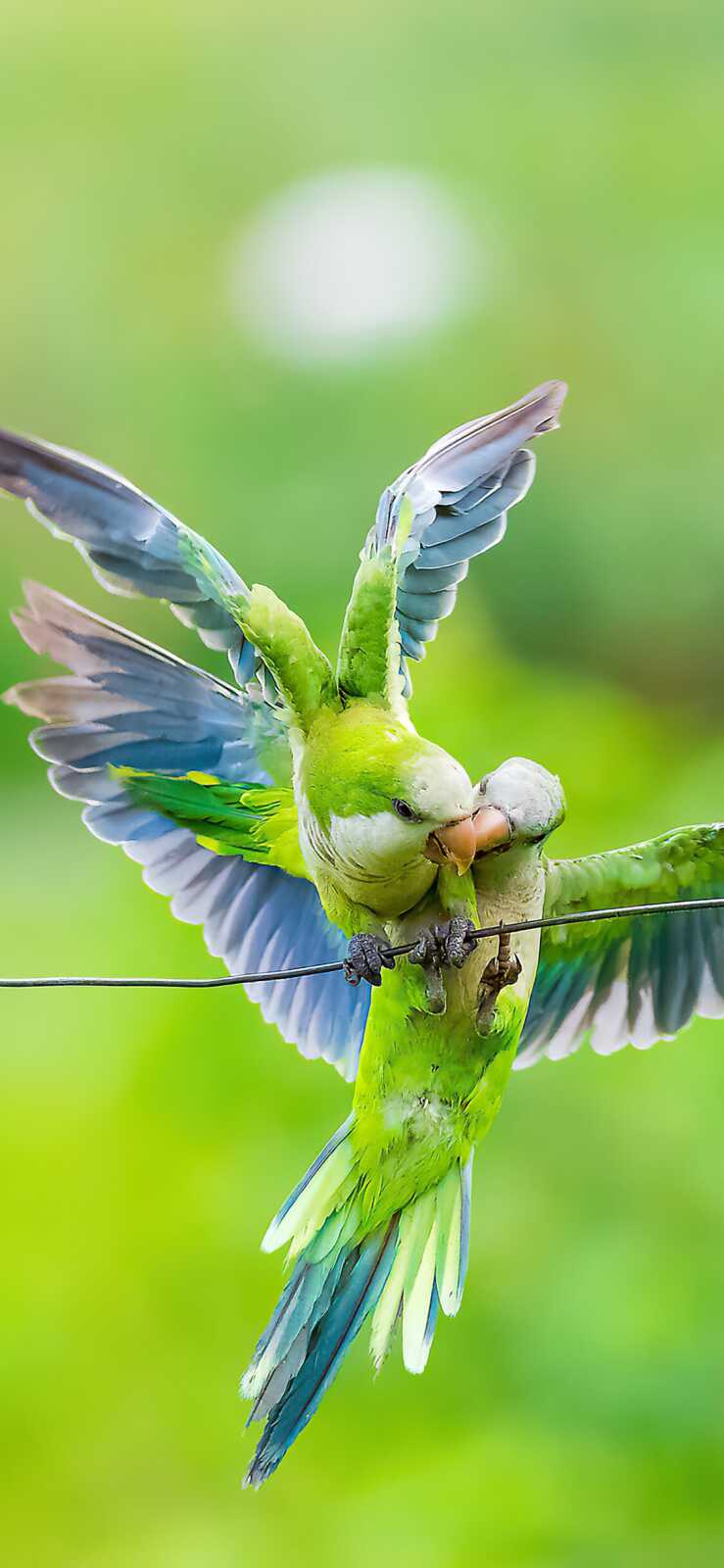Parrot Wallpapers (40 images) - WallpaperCat