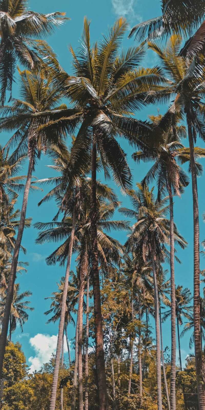 Summer Wallpapers (99 images) - WallpaperCat