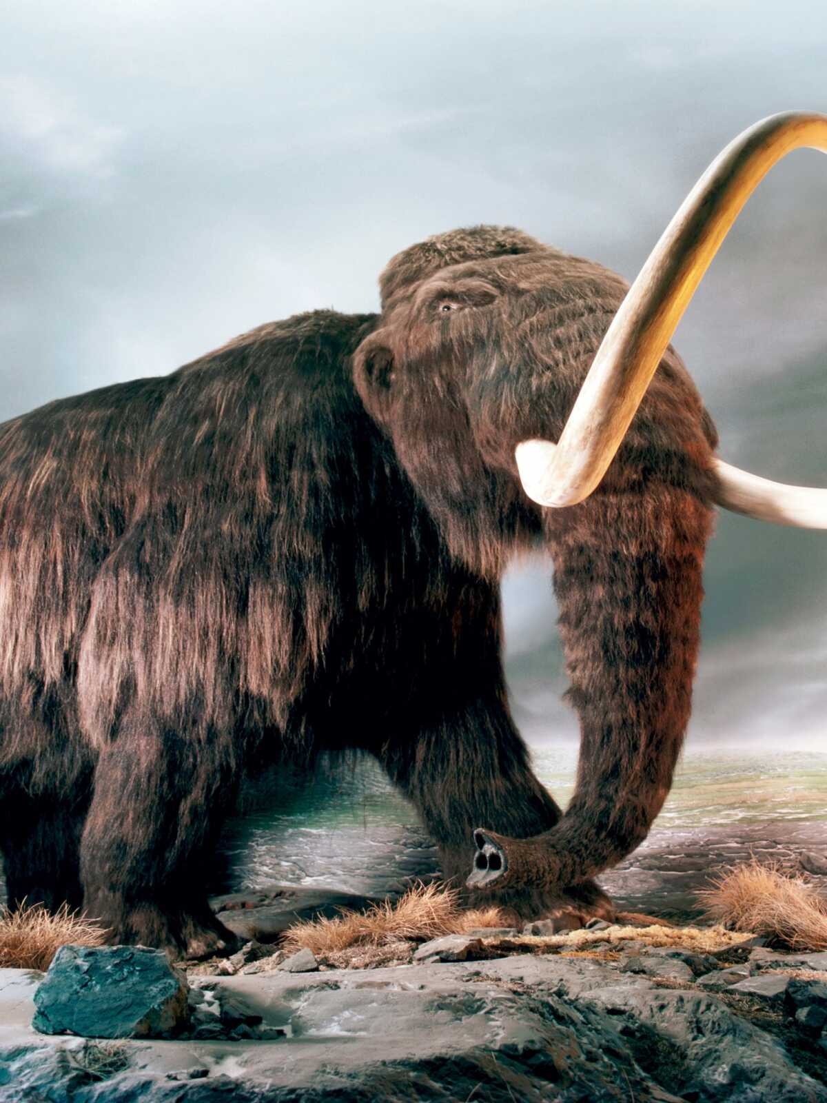 Mammoth Wallpapers (32 images) - WallpaperCat