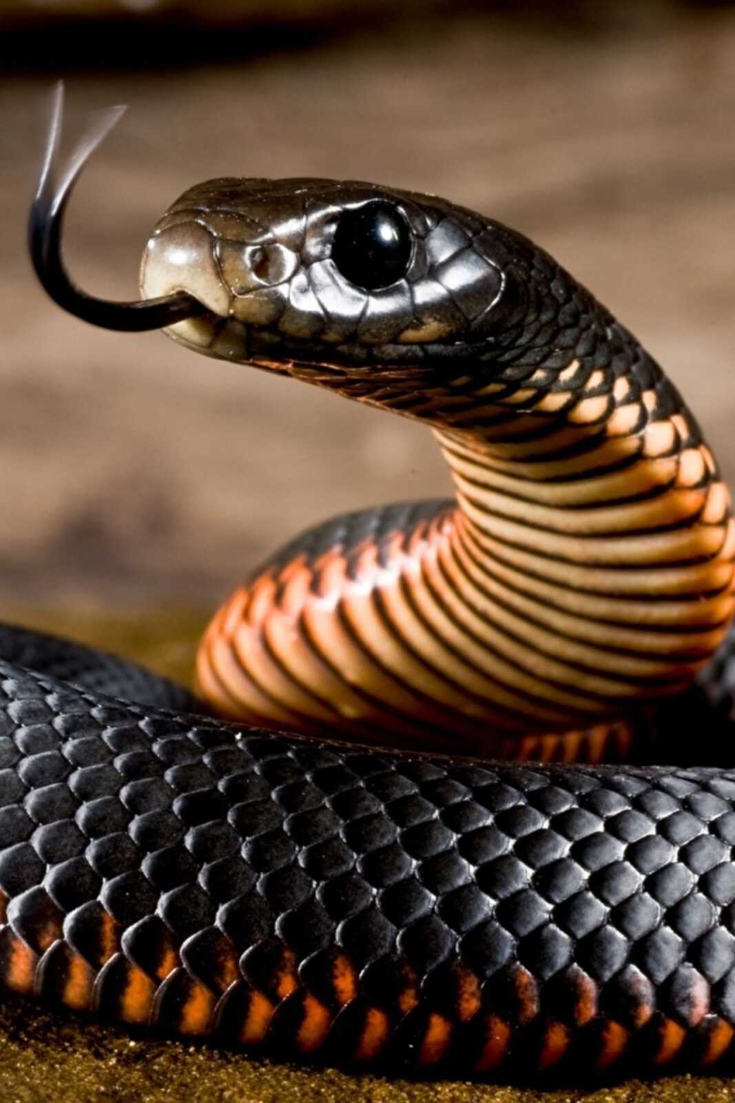 Black Mamba (Snake) Wallpapers (25 images) - WallpaperCat