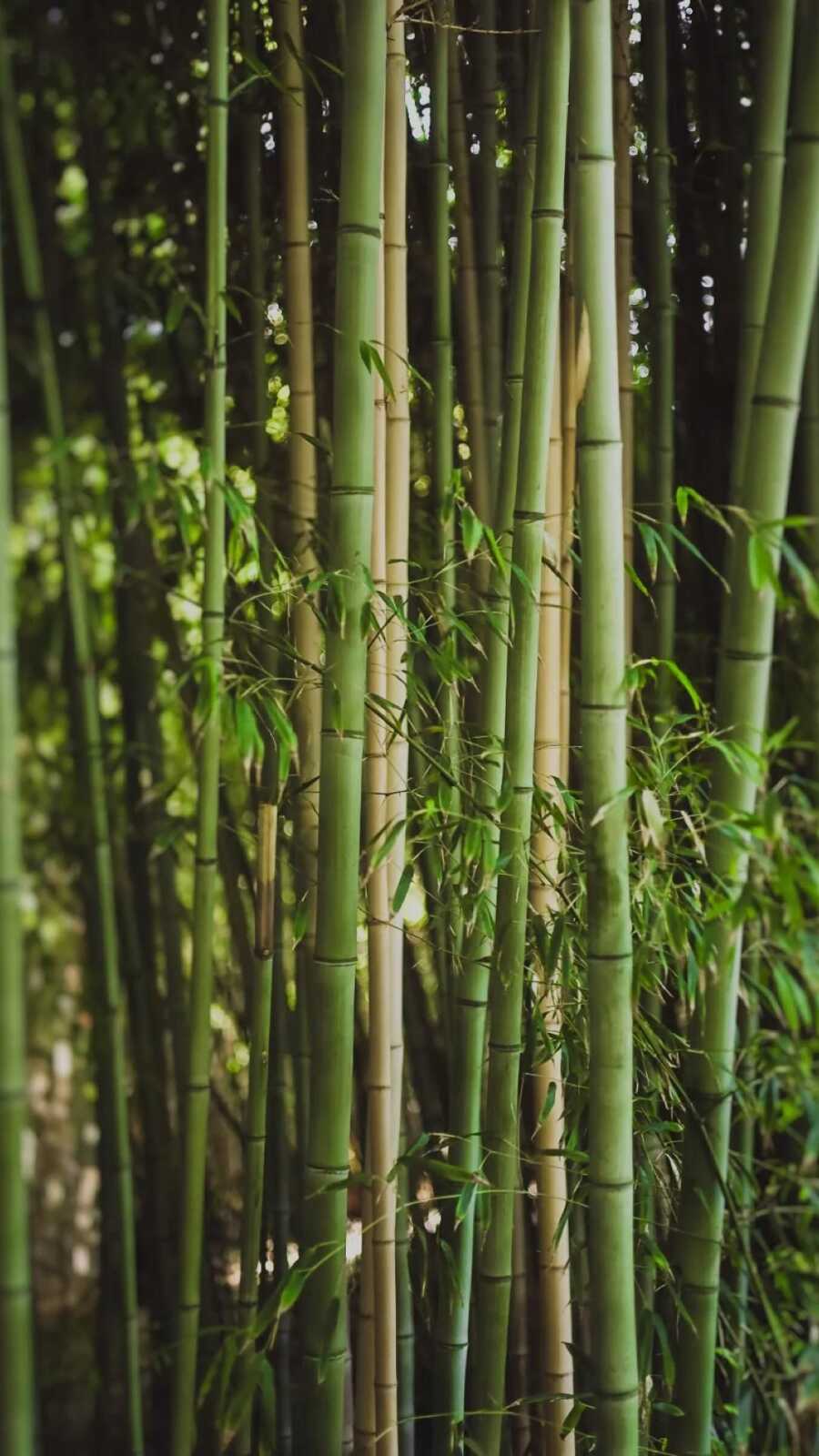 Bamboo Wallpapers (59 images) - WallpaperCat