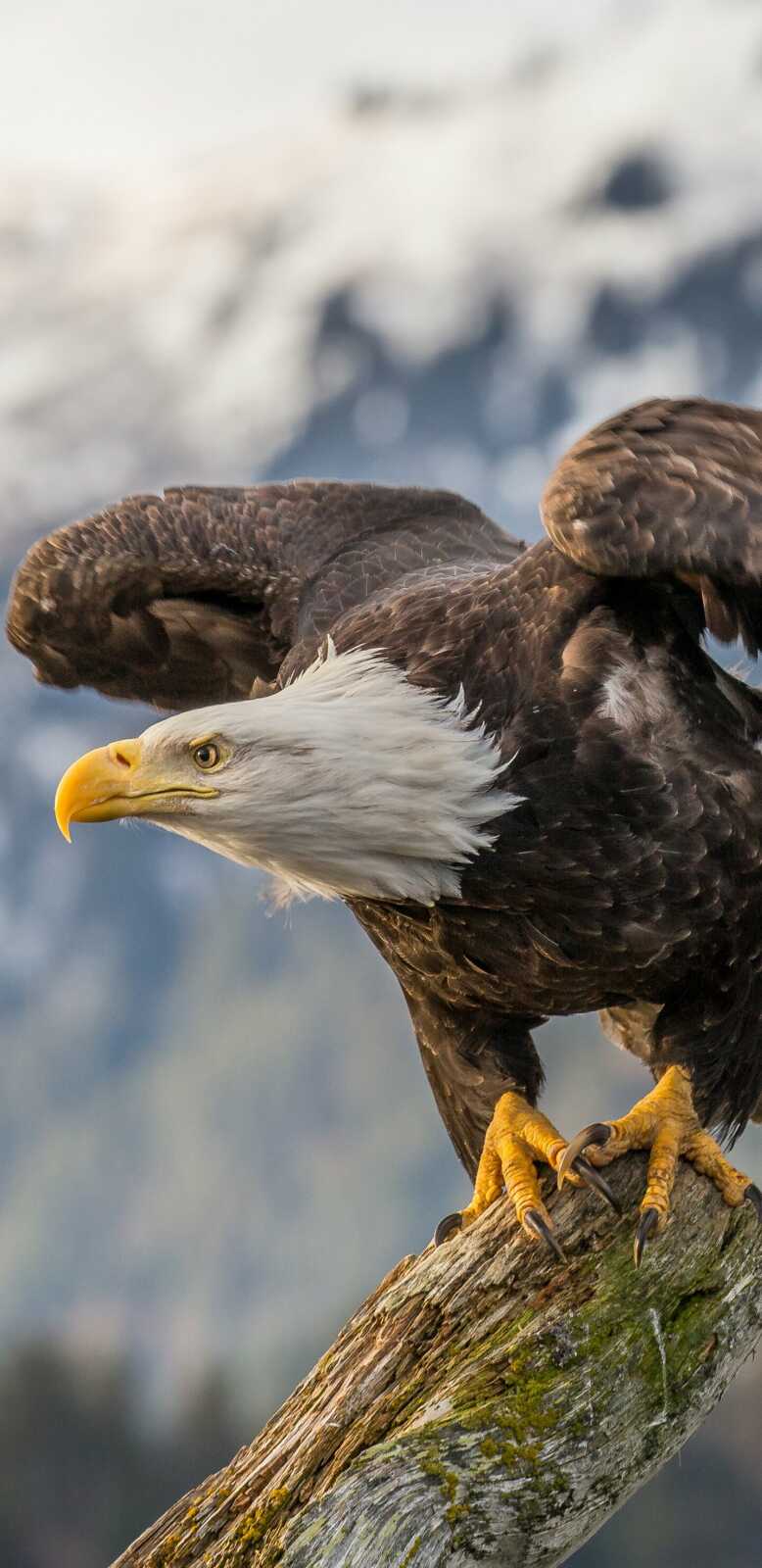 Eagle Wallpapers (47 images) - WallpaperCat