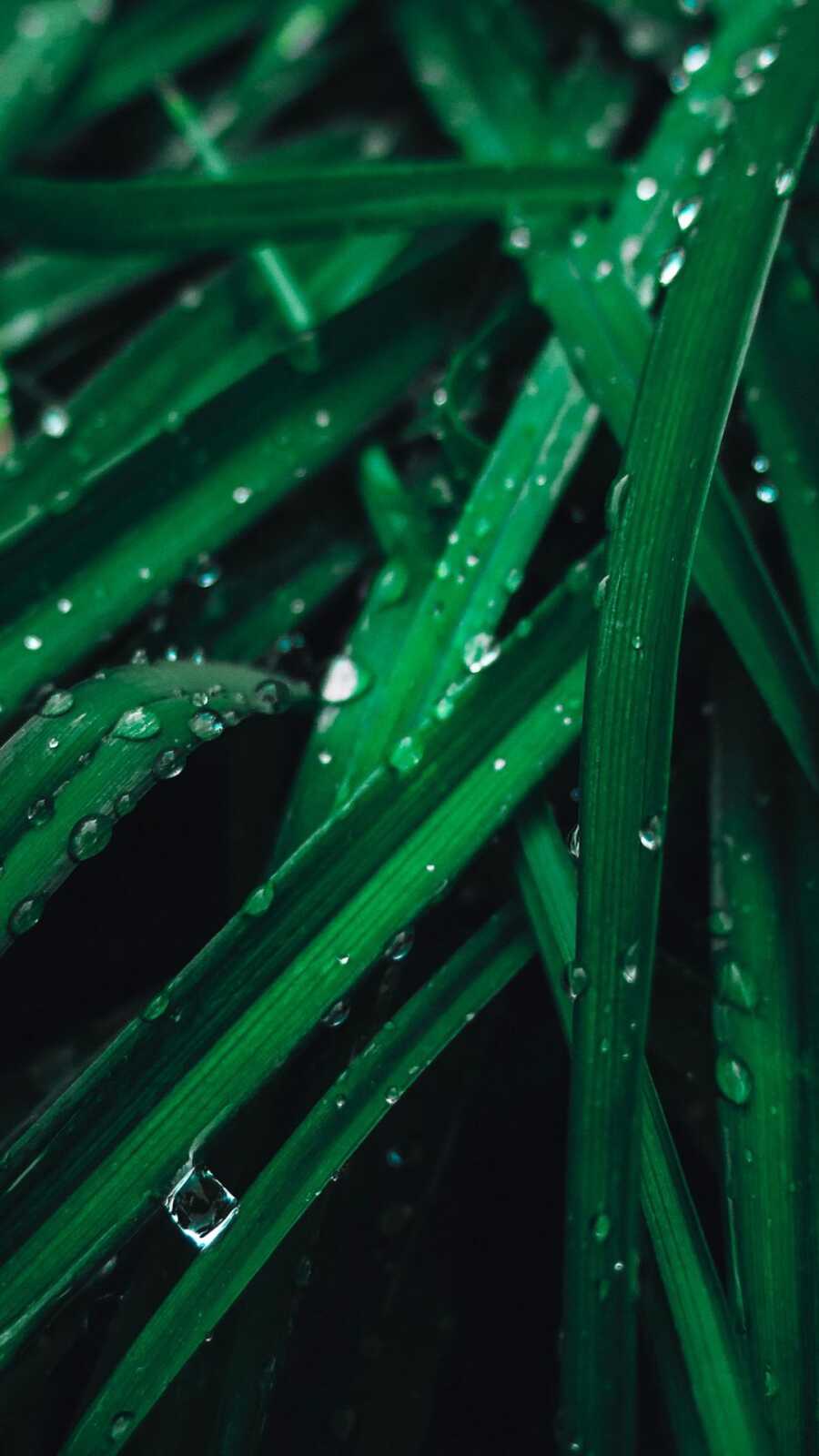 Grass Wallpapers (51 images) - WallpaperCat
