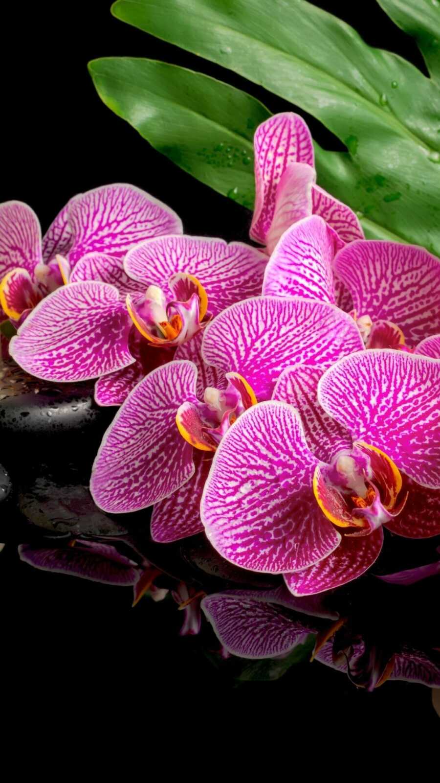 Orchid Wallpapers (32 images) - WallpaperCat