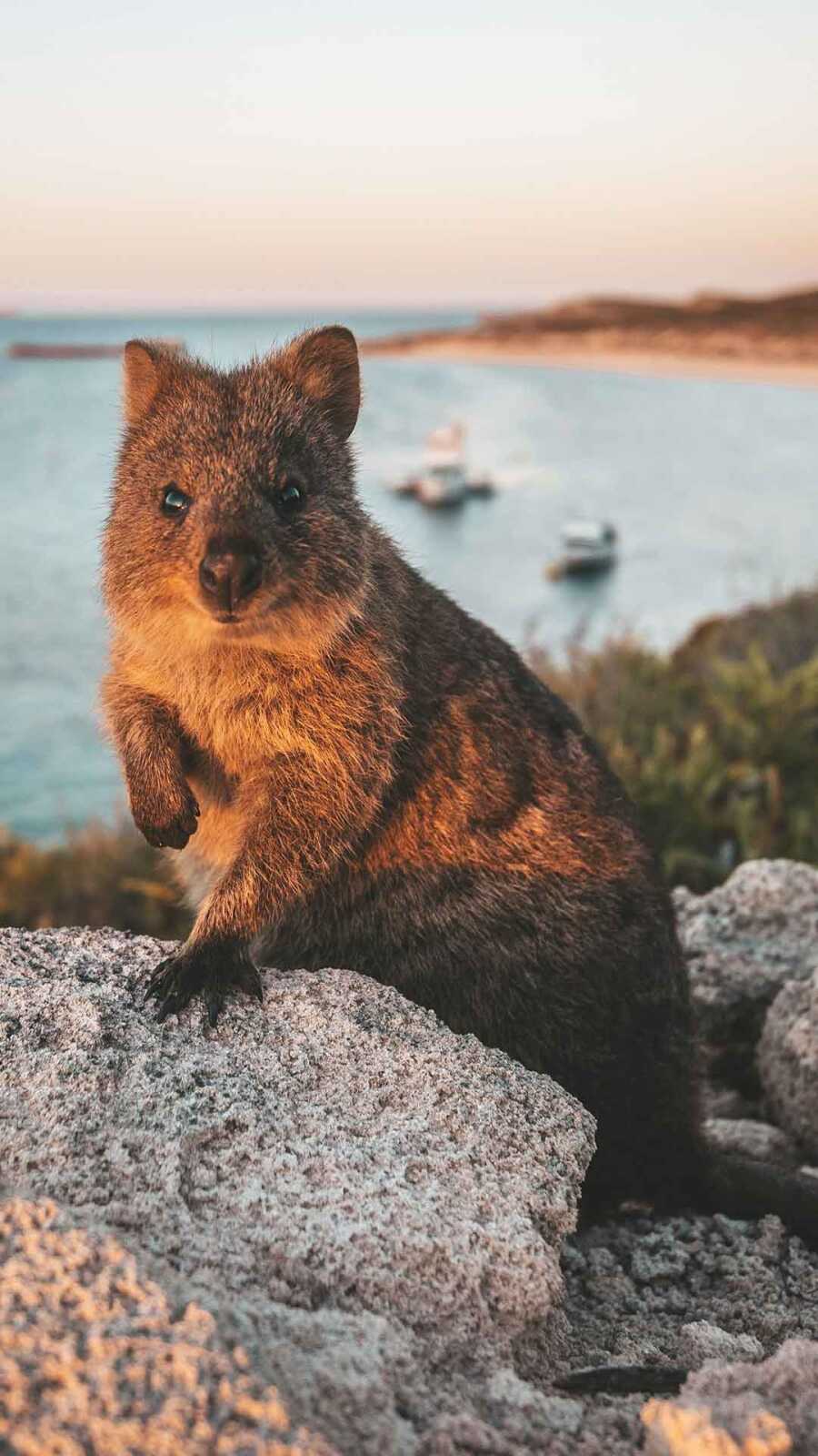 Quokka Wallpapers (29 images) - WallpaperCat