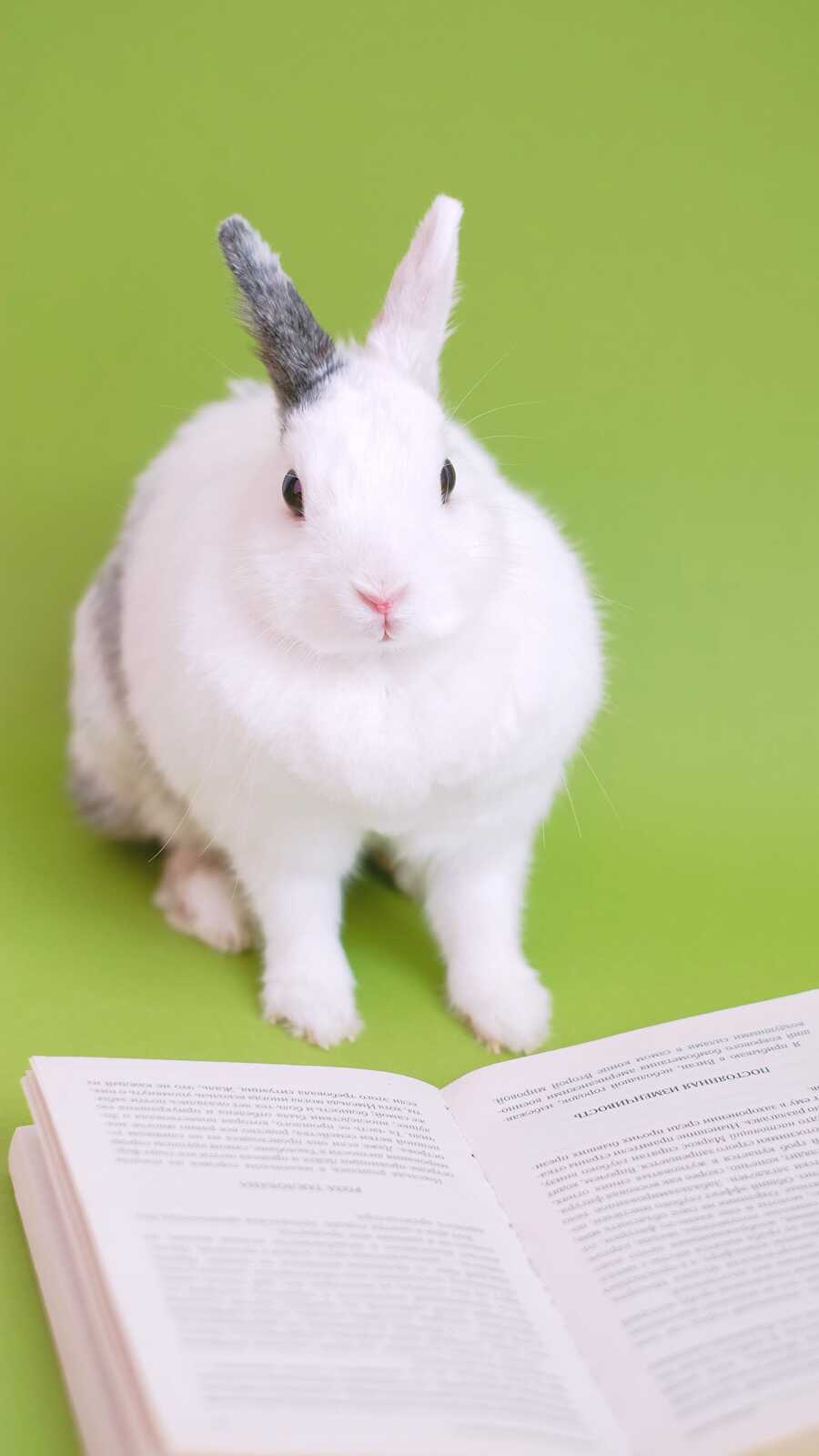 Hare Wallpapers (43 images) - WallpaperCat