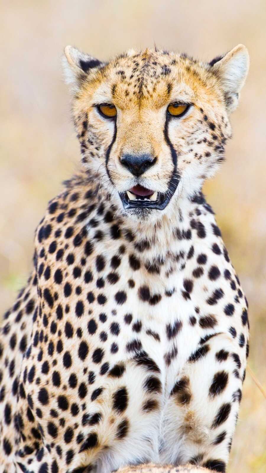 Cheetah Wallpapers (61 images) - WallpaperCat
