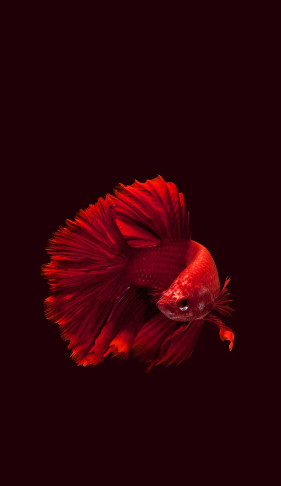 Fish Wallpapers (94 images) - WallpaperCat