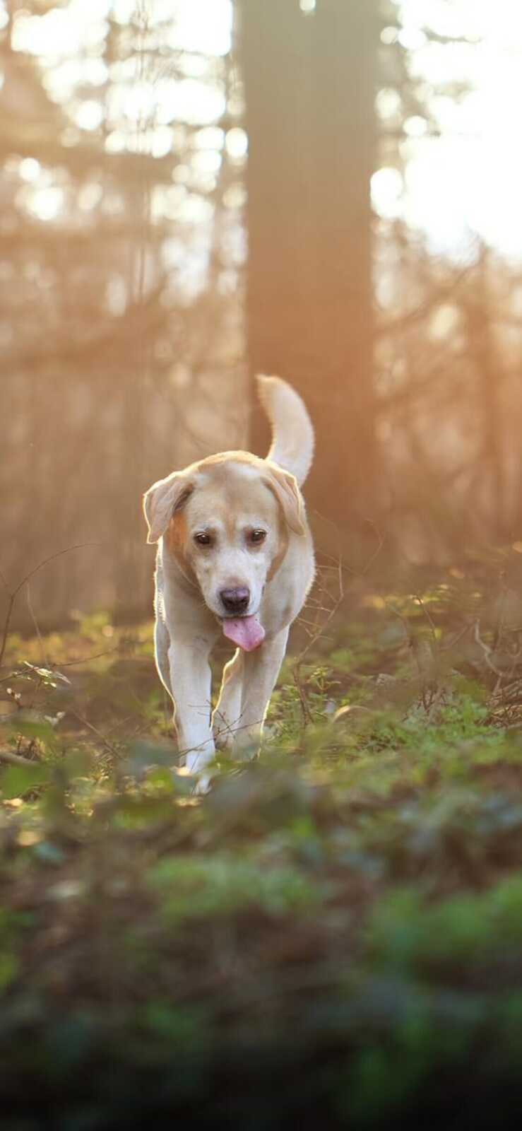 Labrador Wallpapers (42 images) - WallpaperCat