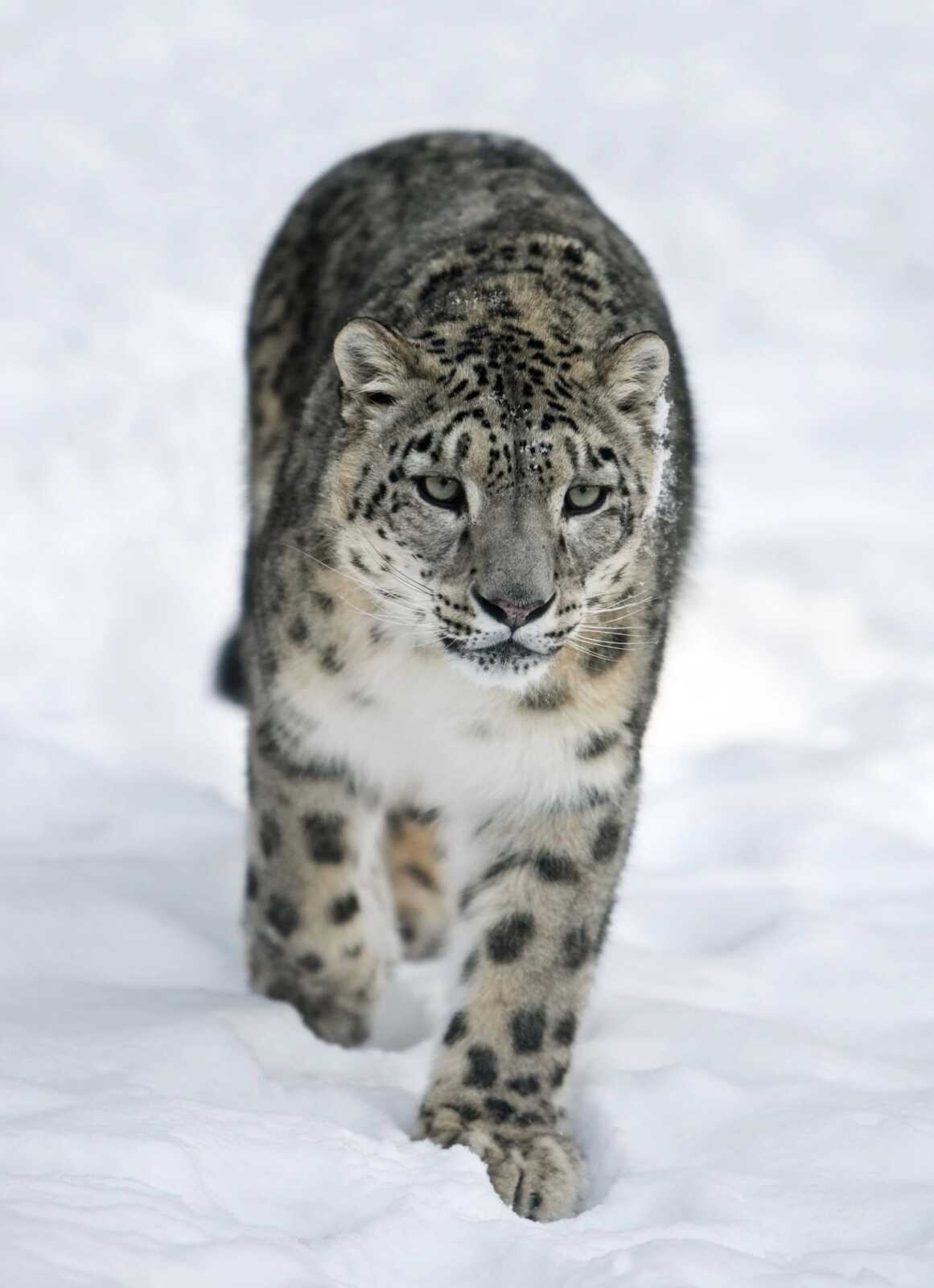Snow Leopard Wallpapers (76 images) - WallpaperCat
