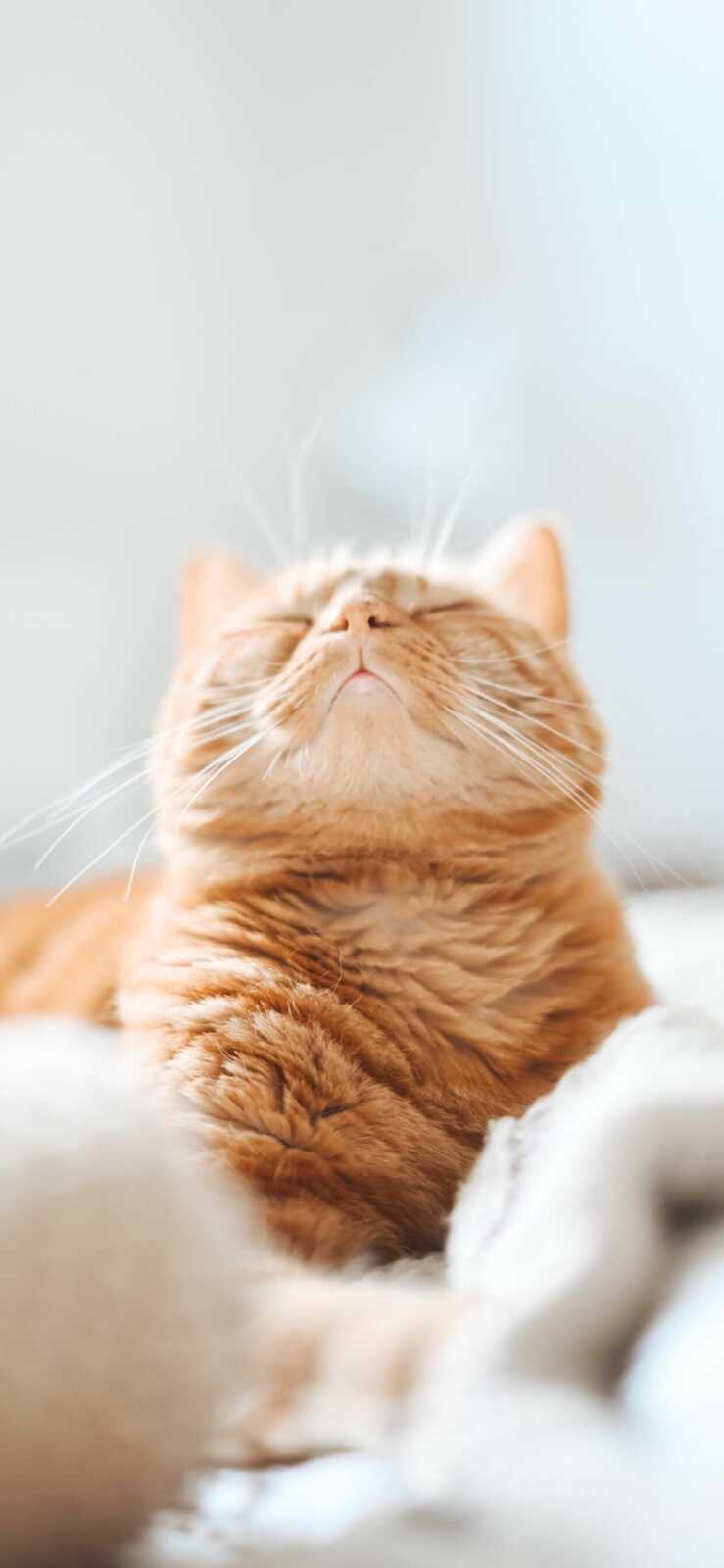 Cat Wallpapers (148 images) - WallpaperCat