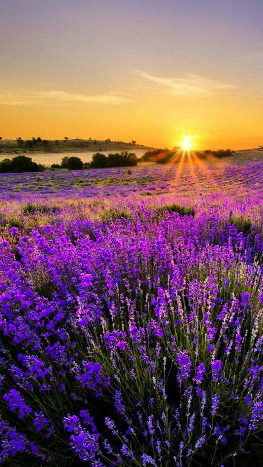 Lavender Wallpapers (97 images) - WallpaperCat